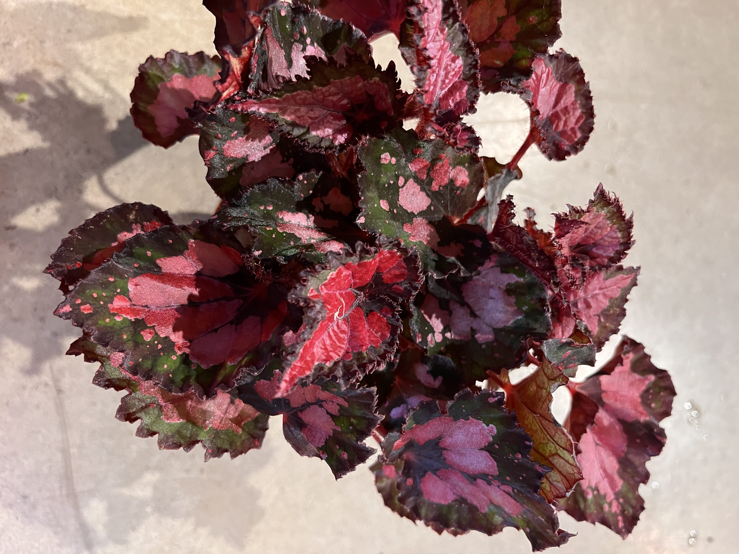 Begonia “Inca Night” – Jungle