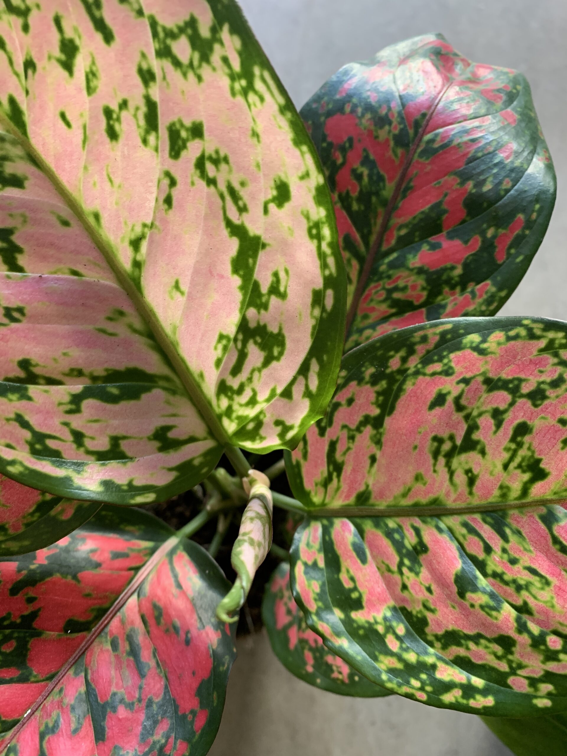 Aglaonema “Spotted Star” – Jungle