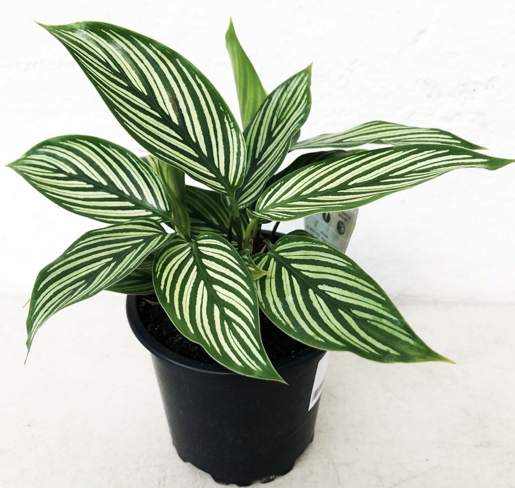 Calathea vittata – Jungle