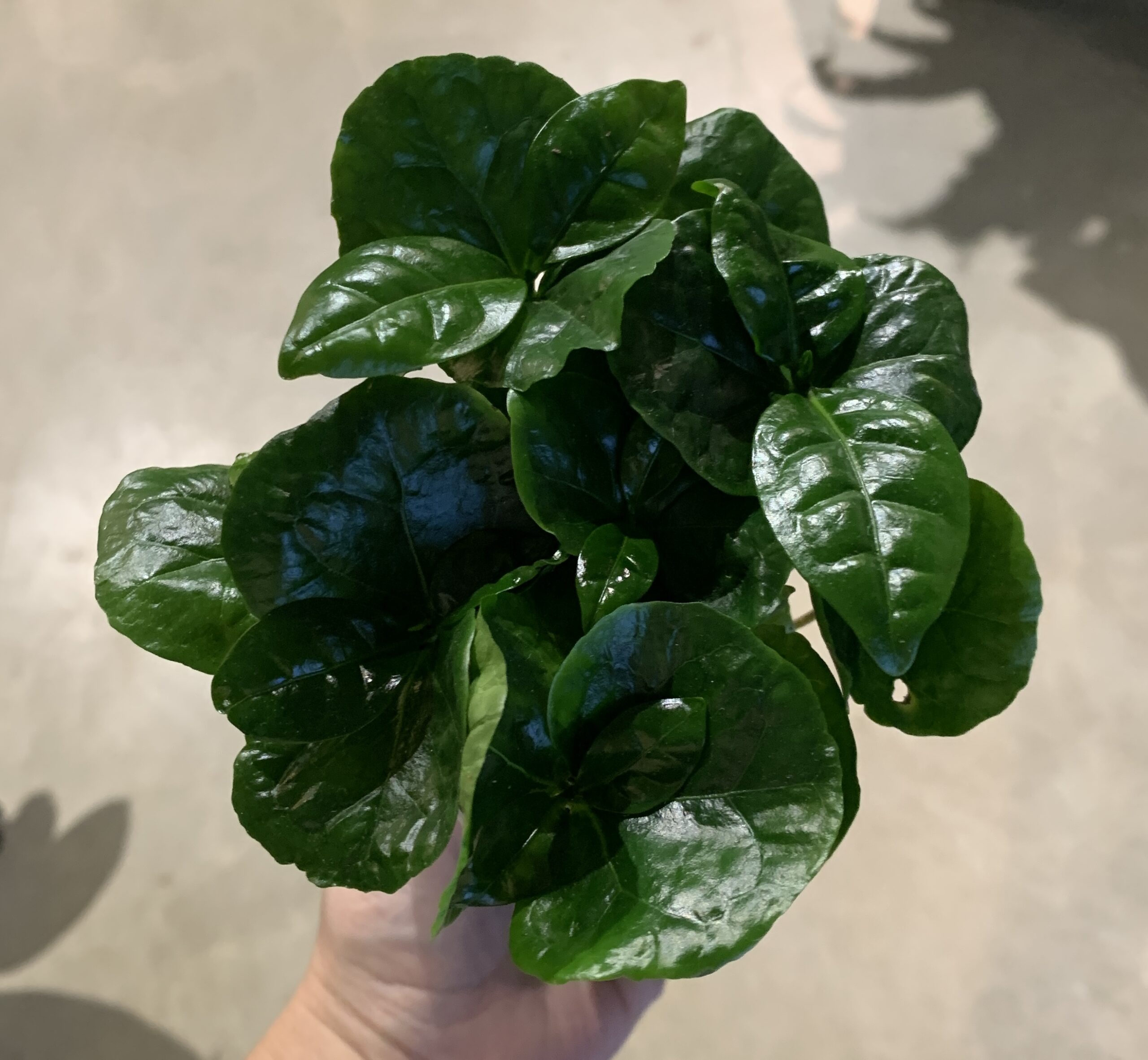 Alocasia amazonica, mini – Jungle