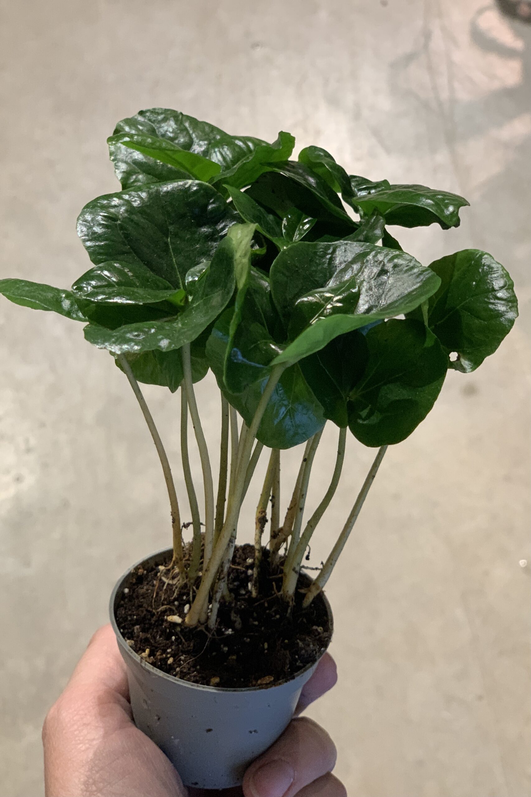 Alocasia amazonica, mini – Jungle