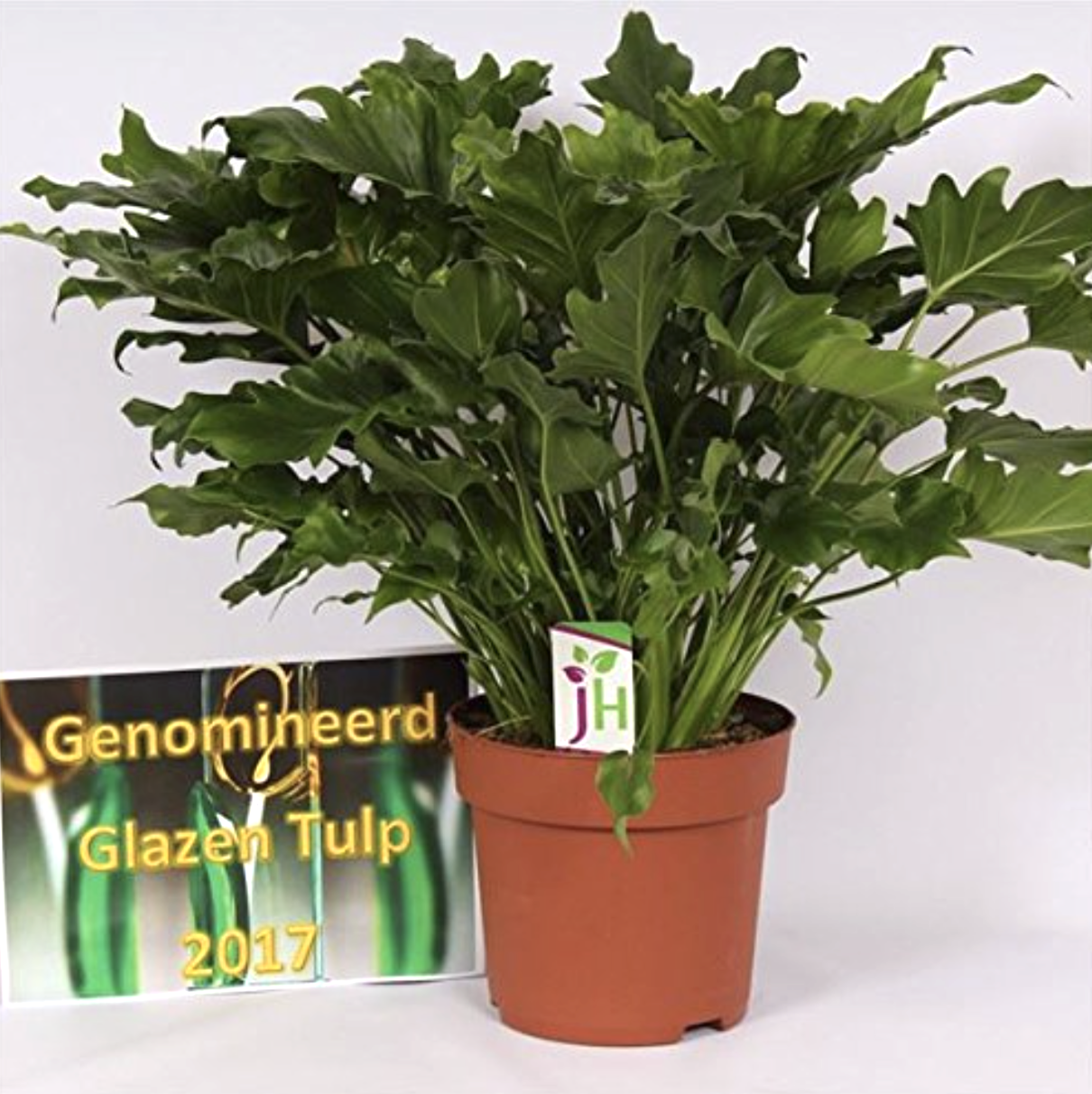 Philodendron selloum “Little Hope” – Jungle