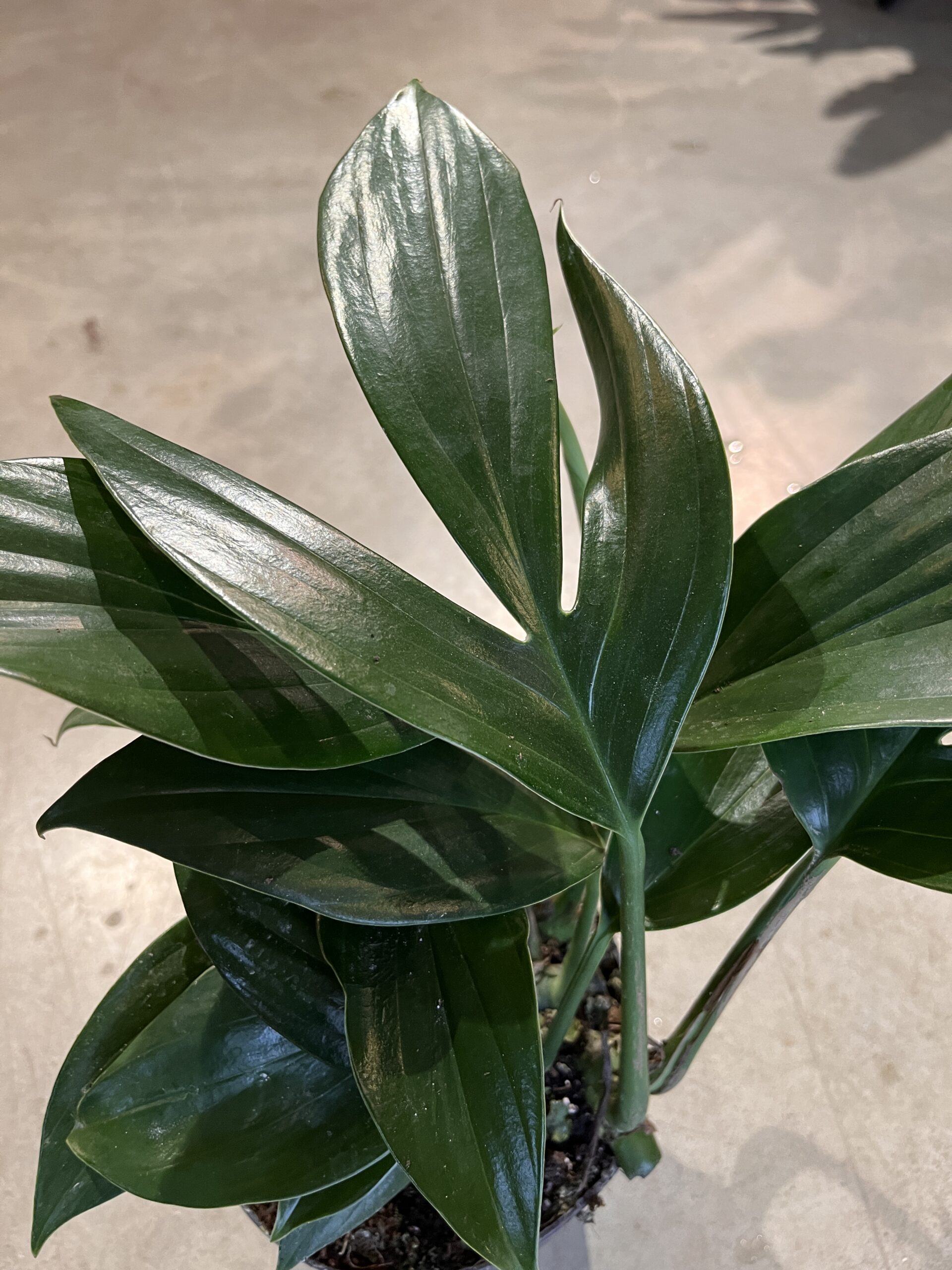 Philodendron Dragon Tail (Epipremn.) – Jungle