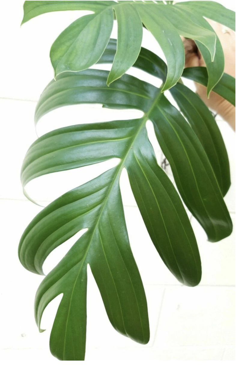 Philodendron Dragon Tail (Epipremn.) – Jungle