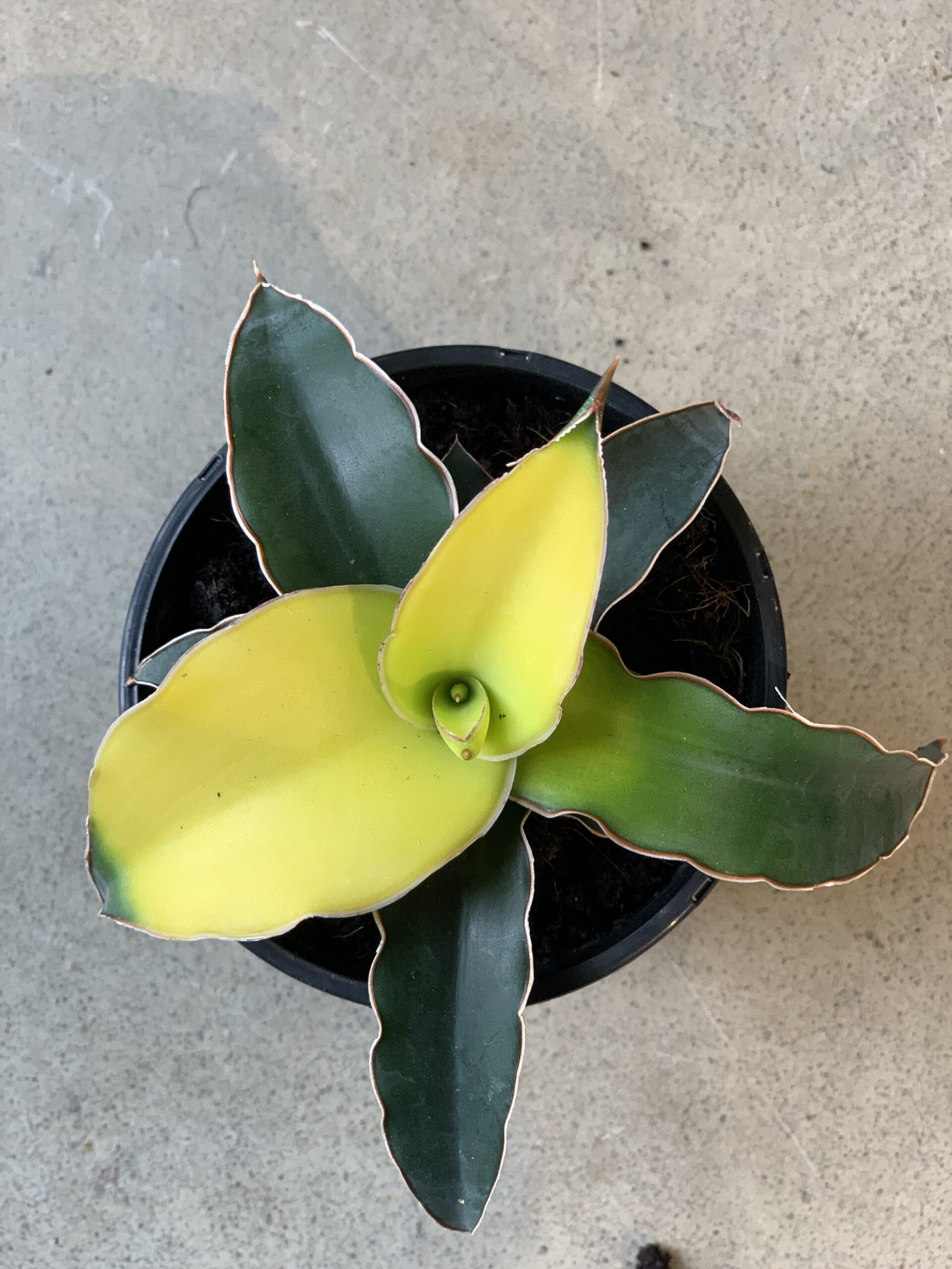 Sansevieria “Star Canary” – Jungle